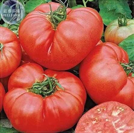 Beefmaster Hybrid F1 Tomato - 100 Seeds