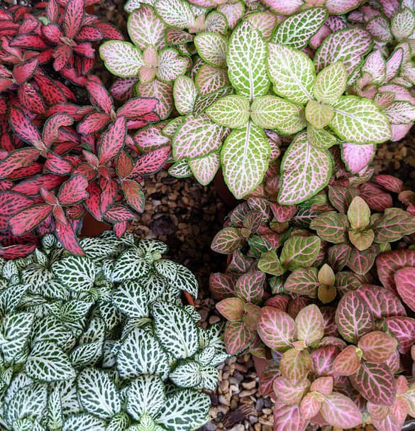 Fittonia verschaffeltii Mini Easy Planting Fun Indoor Flower - 100 Seeds
