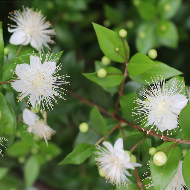 Myrtus Communis - 100 Seeds