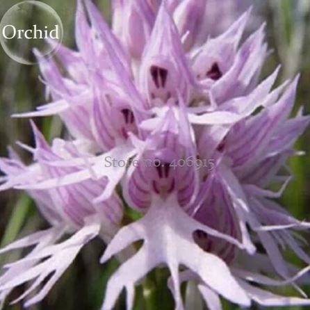 Rare Human Face Orchid Perennial Plant Flowers - 100 Seeds