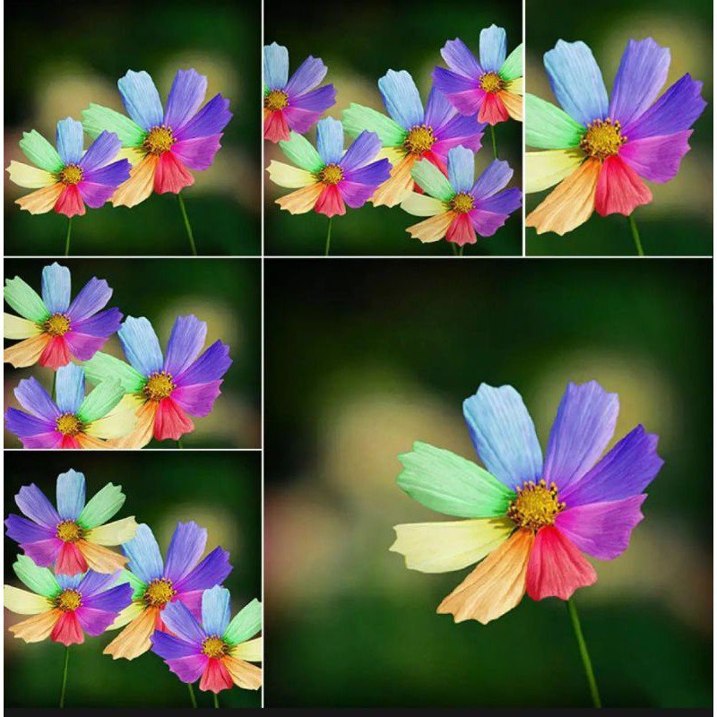 Amazing Rainbow Coreopsis Cosmos - 50 Seeds