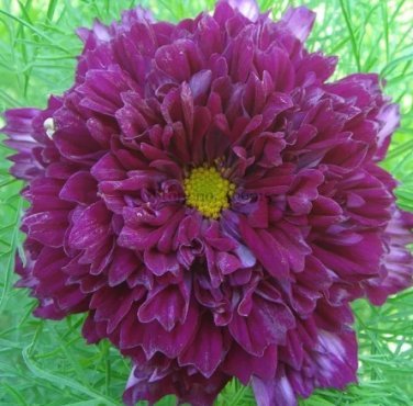 Cosmos Bipinnatus Coreopsis Cosmos Double Flowers - 20 Seeds