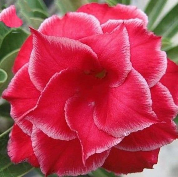 'Dragon Siam' Dark Red Desert Rose Adenium Obesum - 2 Seeds