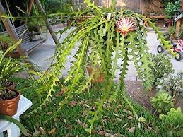 Epiphyllum Anguliger Fishbone Succulent Zig Zag Cactus Hanging Plant ...