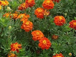 Fire Red French Marigold Annual Flowers - 50 Seeds