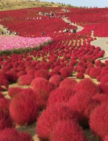 Kochia scoparia Seeds Burning Bush - Fire Red Color - 500 Seeds