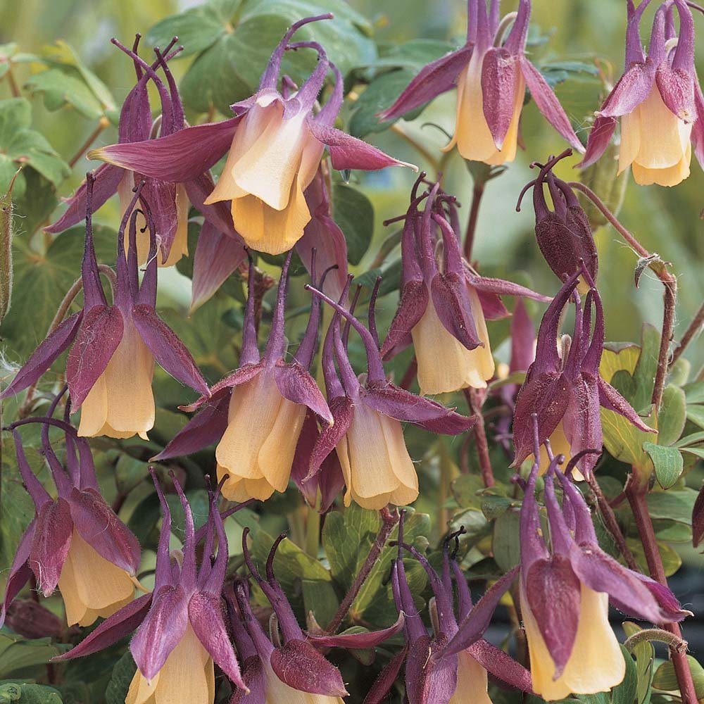 'lantern' Brown Orange Aquilegia Columbine Garden Perennial Flowers ...