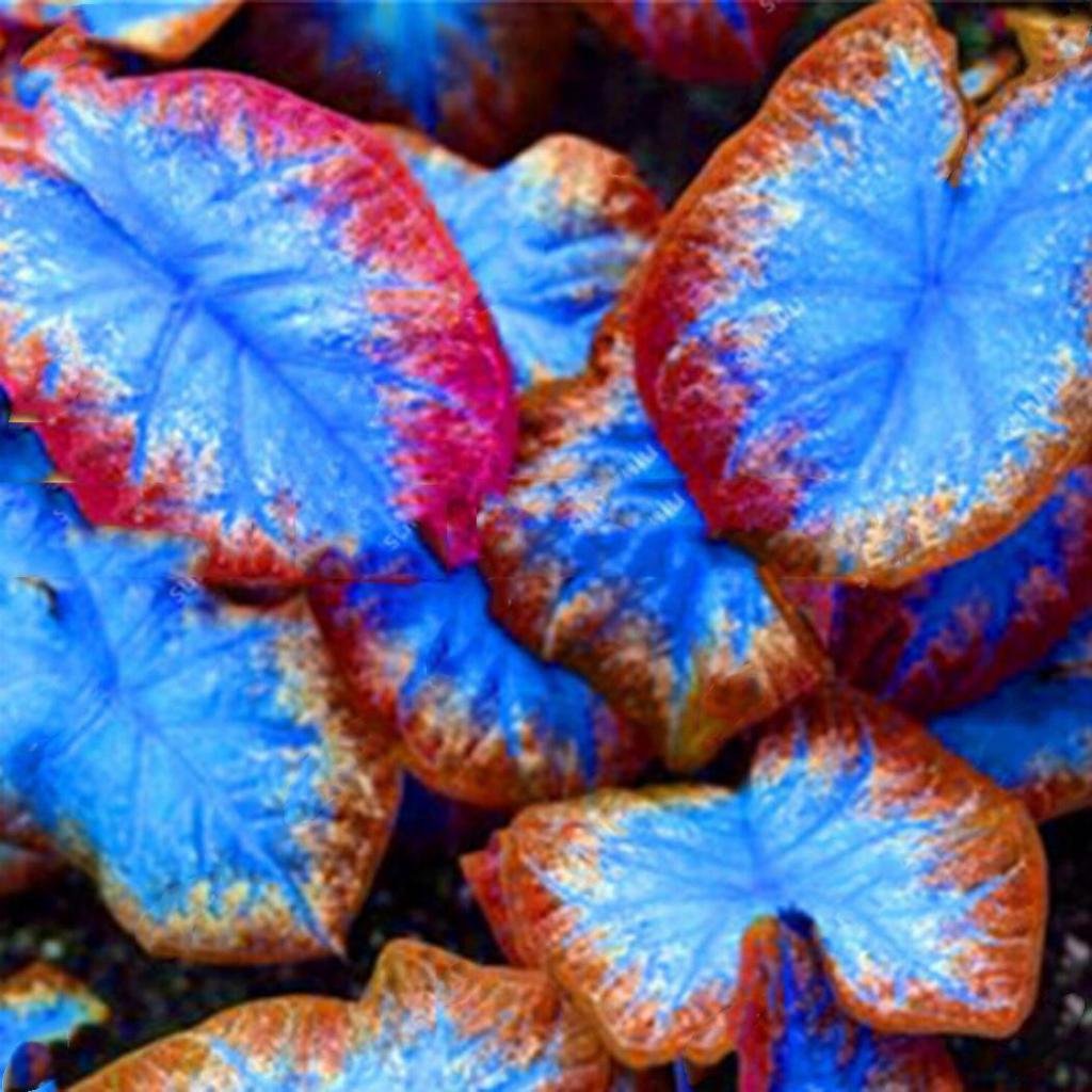 Multiple Colour Thailand Caladium Bonsai of Perennial Rainbow Flower ...