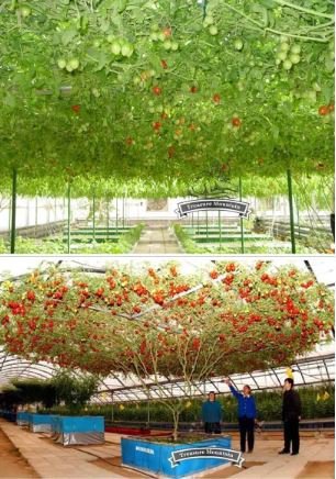 Perennial Tomato Giant Trees Outdoor Greenhouse Available - 5 Seeds