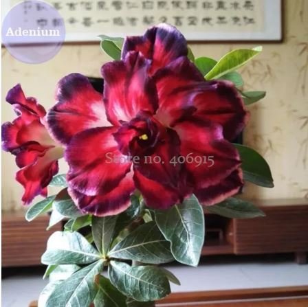 Tri-color Double Adenium black outer petal red middle part with white ...