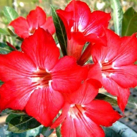 Variegated Adenium Obesum Red Dragon Desert Rose Flowers - 2 Seeds