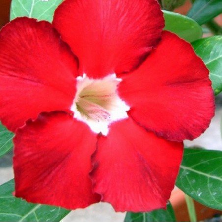 Variegated Adenium Obesum Red Dragon Desert Rose Flowers - 2 Seeds