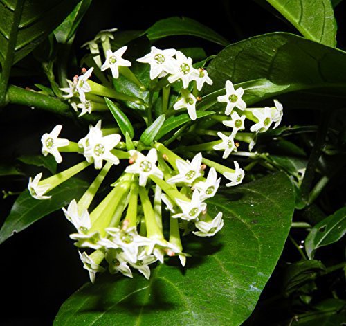 Cestrum Nocturnum Night Blooming Jasmine White Flowers - 20 Seeds