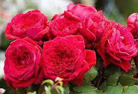 Rare Heathcliff Dark Red Cupped Double Rose - 50 Seeds