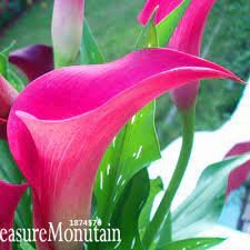 Rare Mixed Colorful Calla Lily Flowers - 20 Seeds