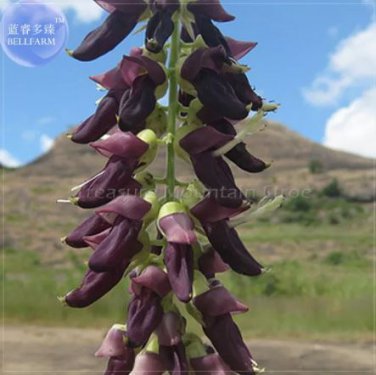 Rare Mucuna Pruriens Black Jade Vine - 5 Seeds