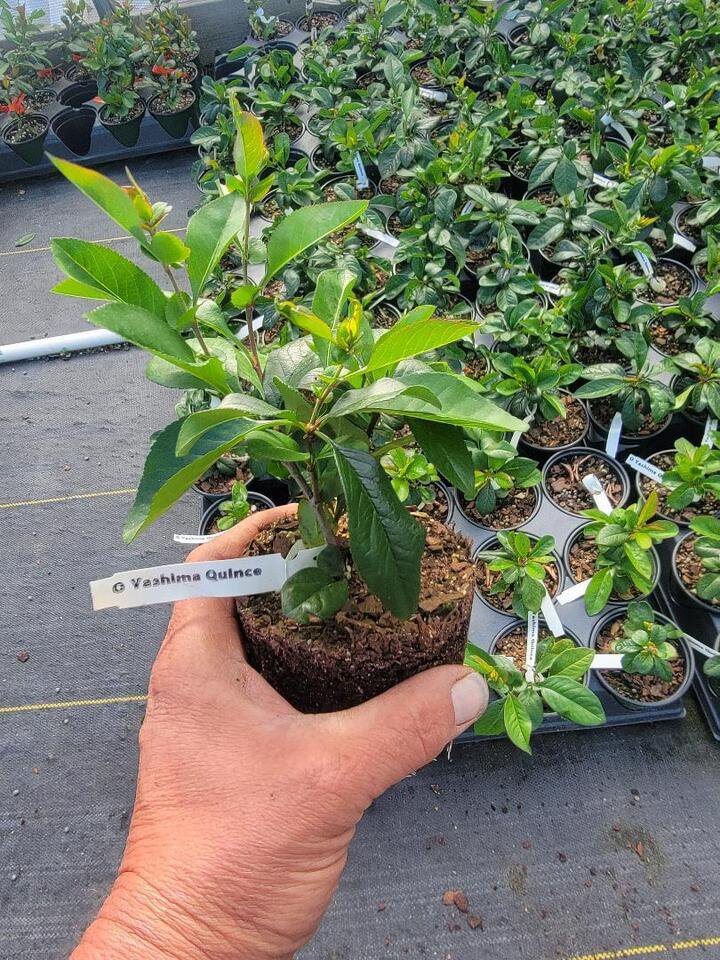 O Yashima Double White Flowering Quince Plantations