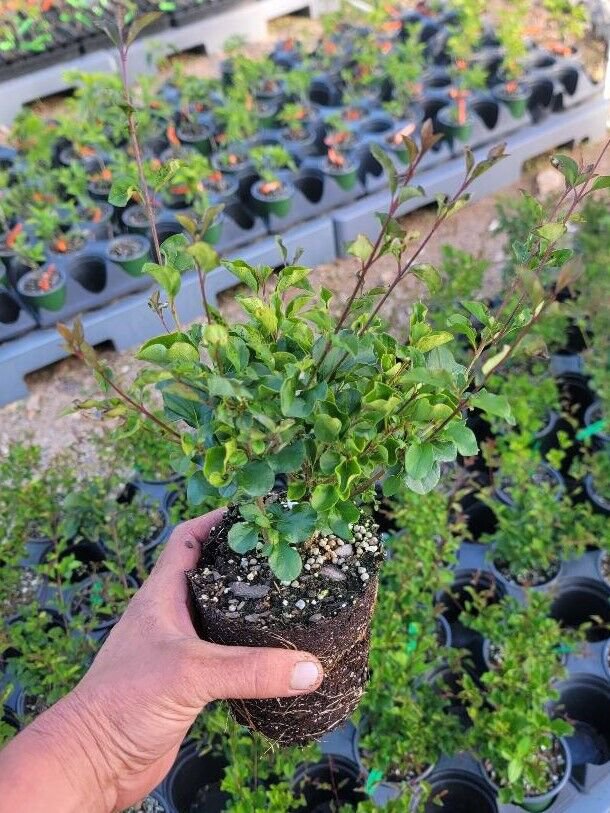 Red Pixie Lilac ( syringa ) Plantations