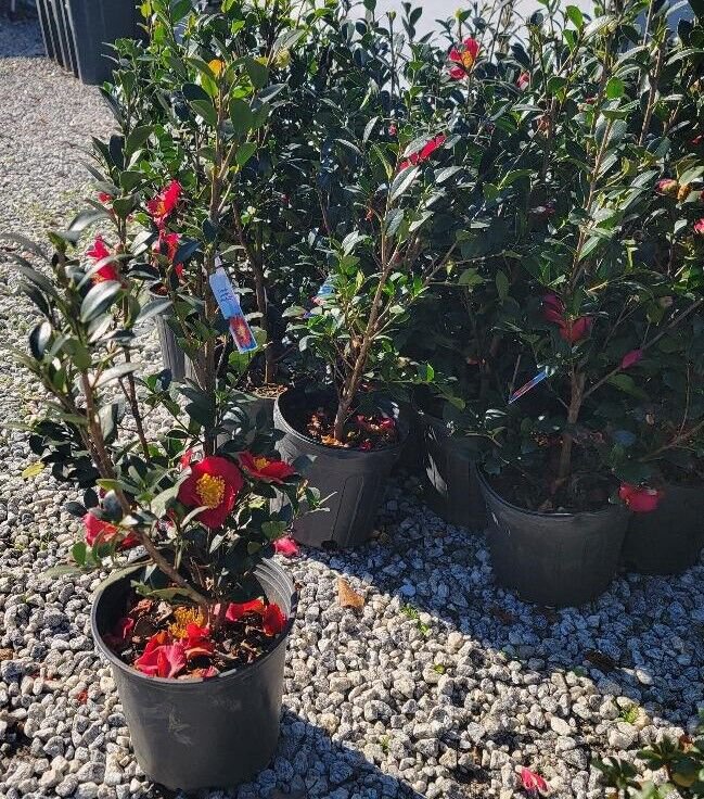 Yuletide Red Camellia Sasanqua Plantations