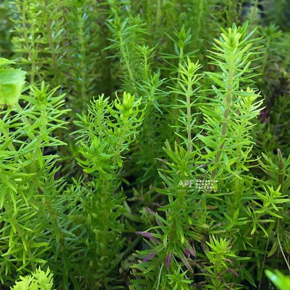 Pogostemon Erectus - Fresh Cut Plants Plantations