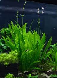 Amazon Sword | Aquarium Plants Factory - Rooted Potted Plantations