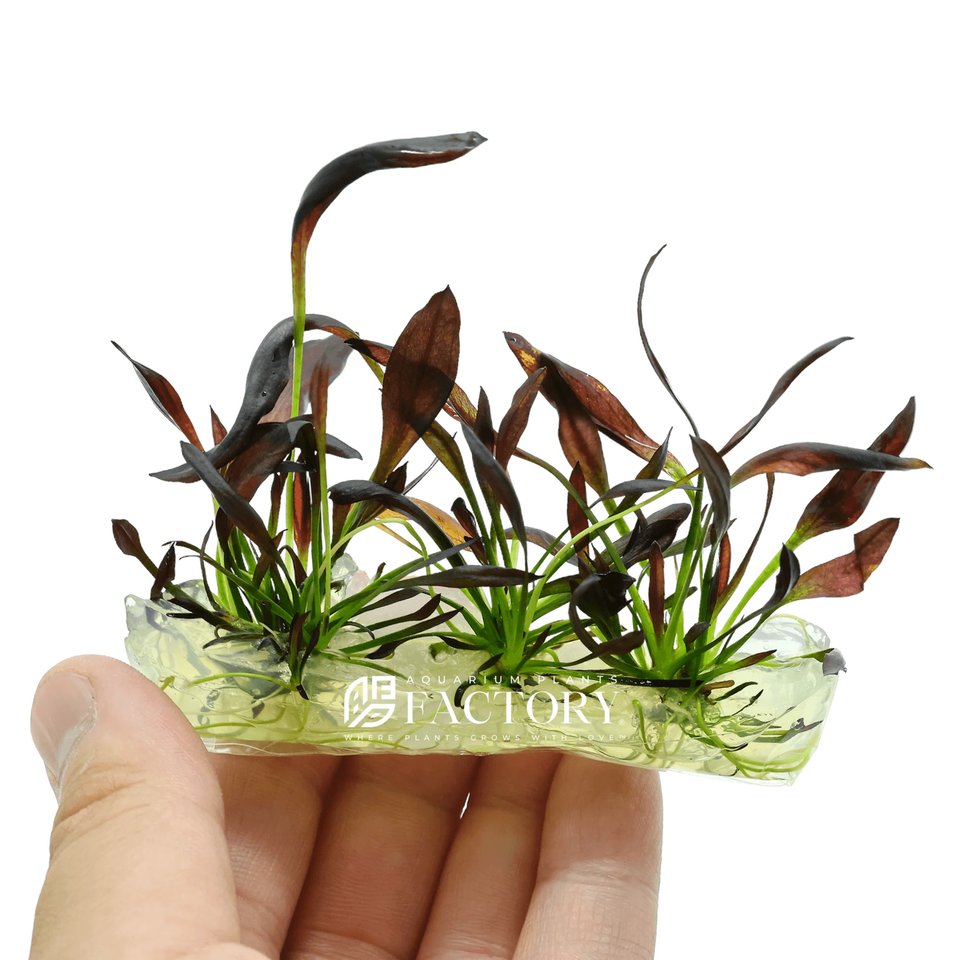 Echinodorus Aflame Tissue Culture Purple Knight Sword Aquarium Plants ...