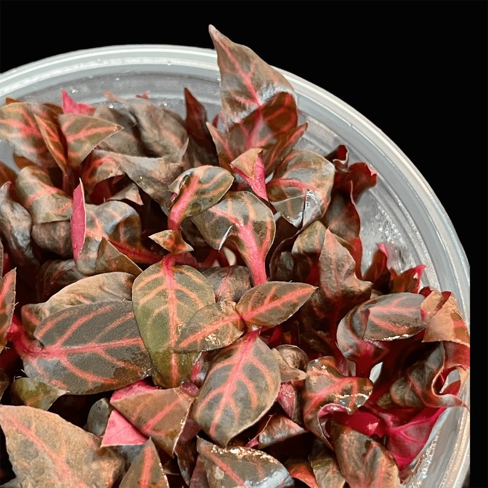 Alternanthera Rosanervig Mini Tissue Culture Plantations