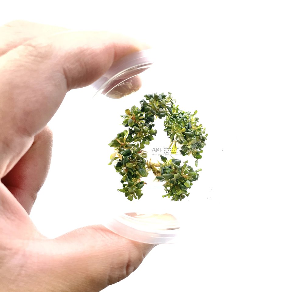 Bucephalandra Super Mini Ghost Tissue Culture Plantations