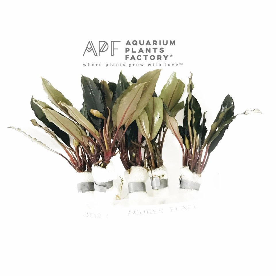 Bucephalandra Achilles Black | Buce Aquarium Plants Factory Plantations