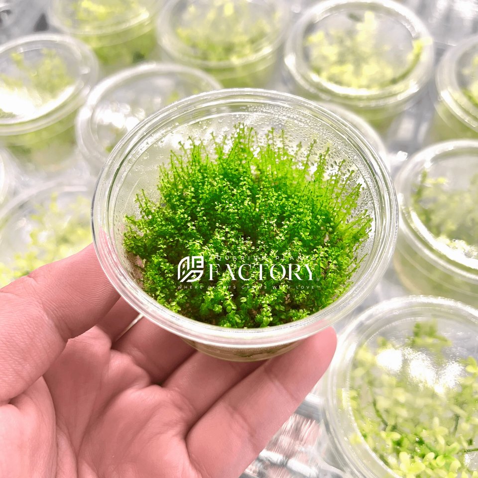 Pearl Moss Tissue Culture Plantations