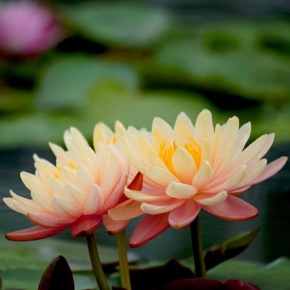Nymphaea Myra | Water Lily Pond | Aquarium Plants Factory Plantations