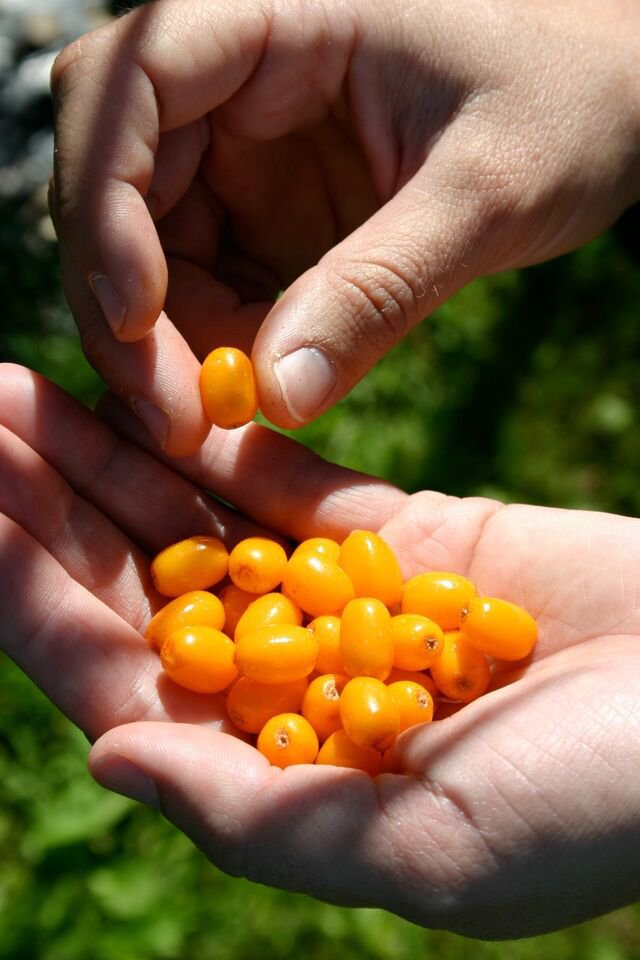 ~Sea Buckthorn~ Hippophae rhamoides Cold Hardy to Zone 3a ~Shining ...