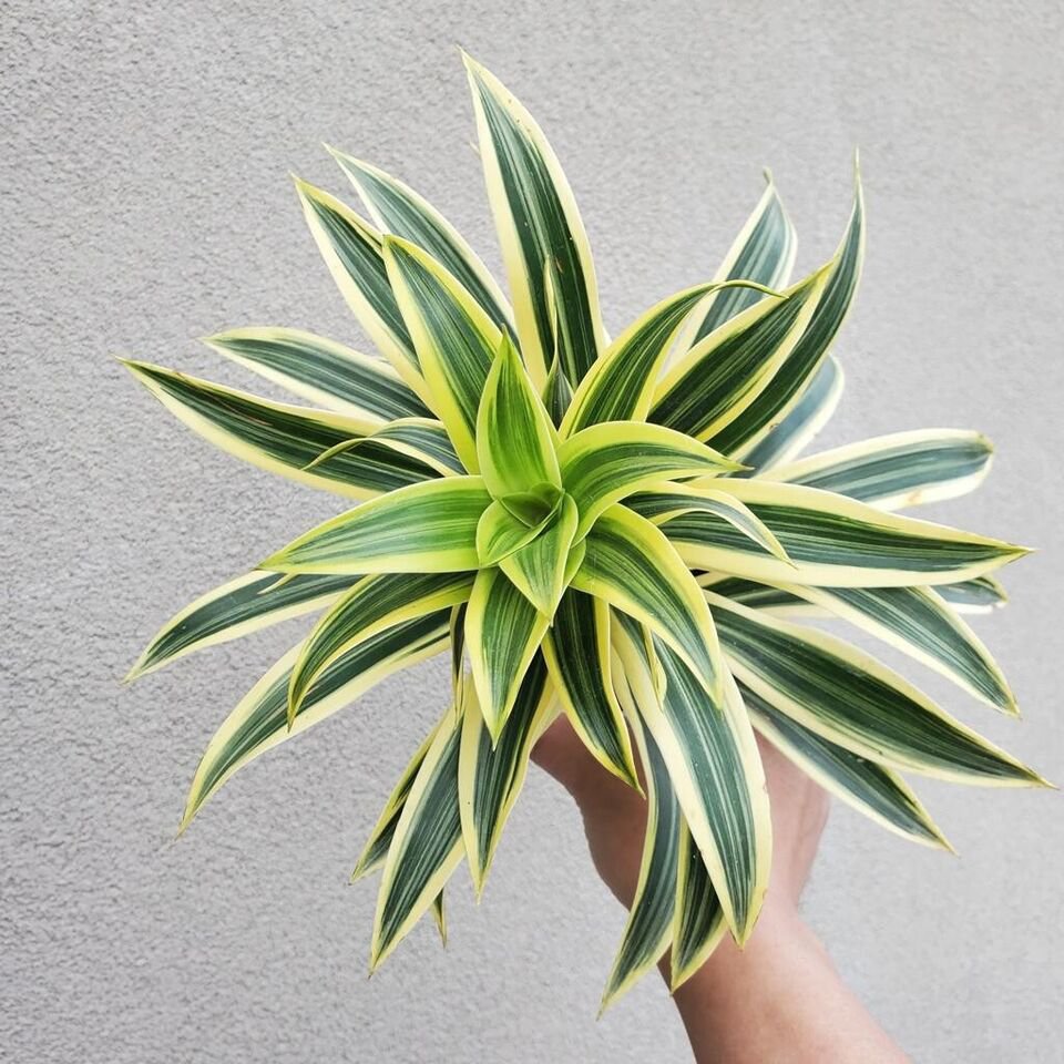 ~Dracaena reflexa Variegata ~SONG of INDIA~ Live Tropical House Plant ...