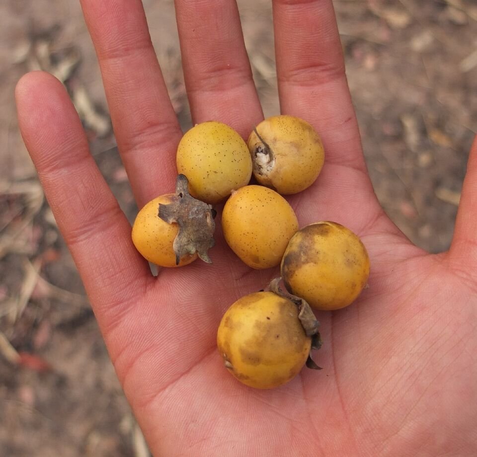 ~JACKALBERRY~ Diospyros mespiliformus African Plantations