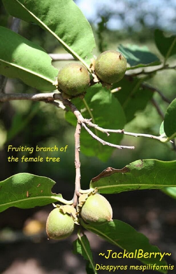 ~JACKALBERRY~ Diospyros mespiliformus African Plantations