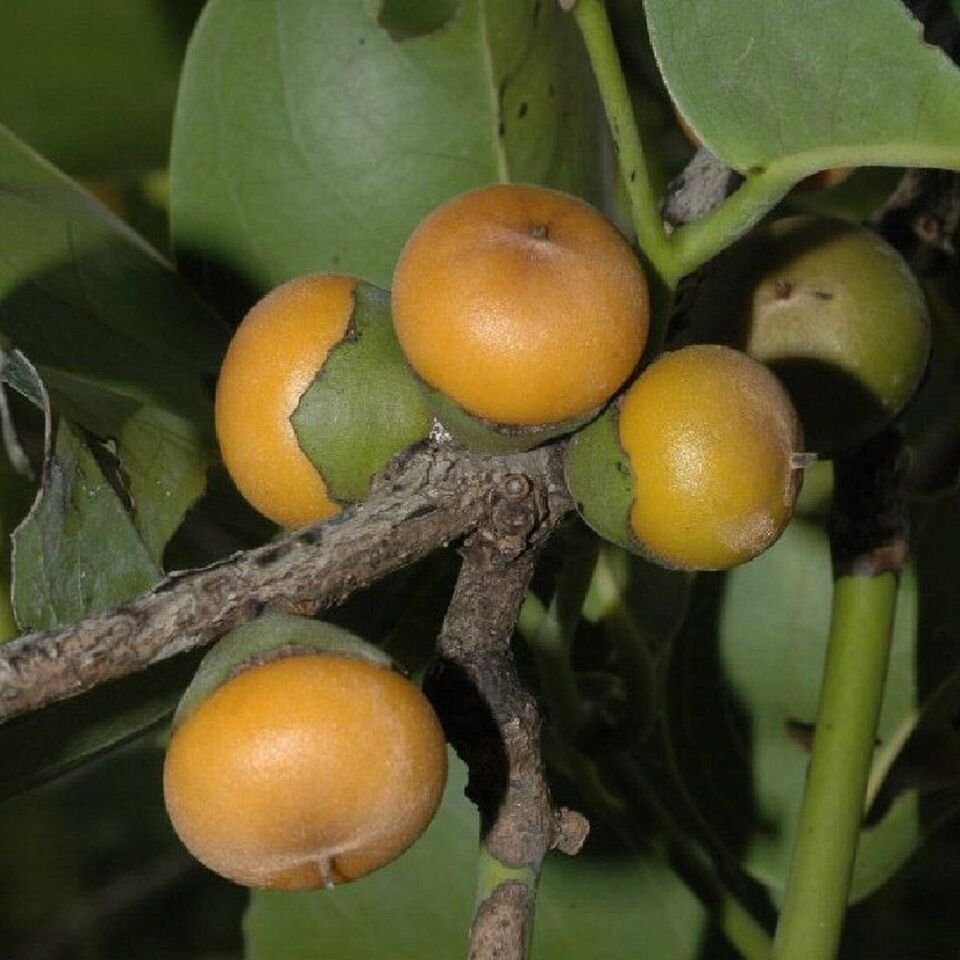 ~JACKALBERRY~ Diospyros mespiliformus African Plantations