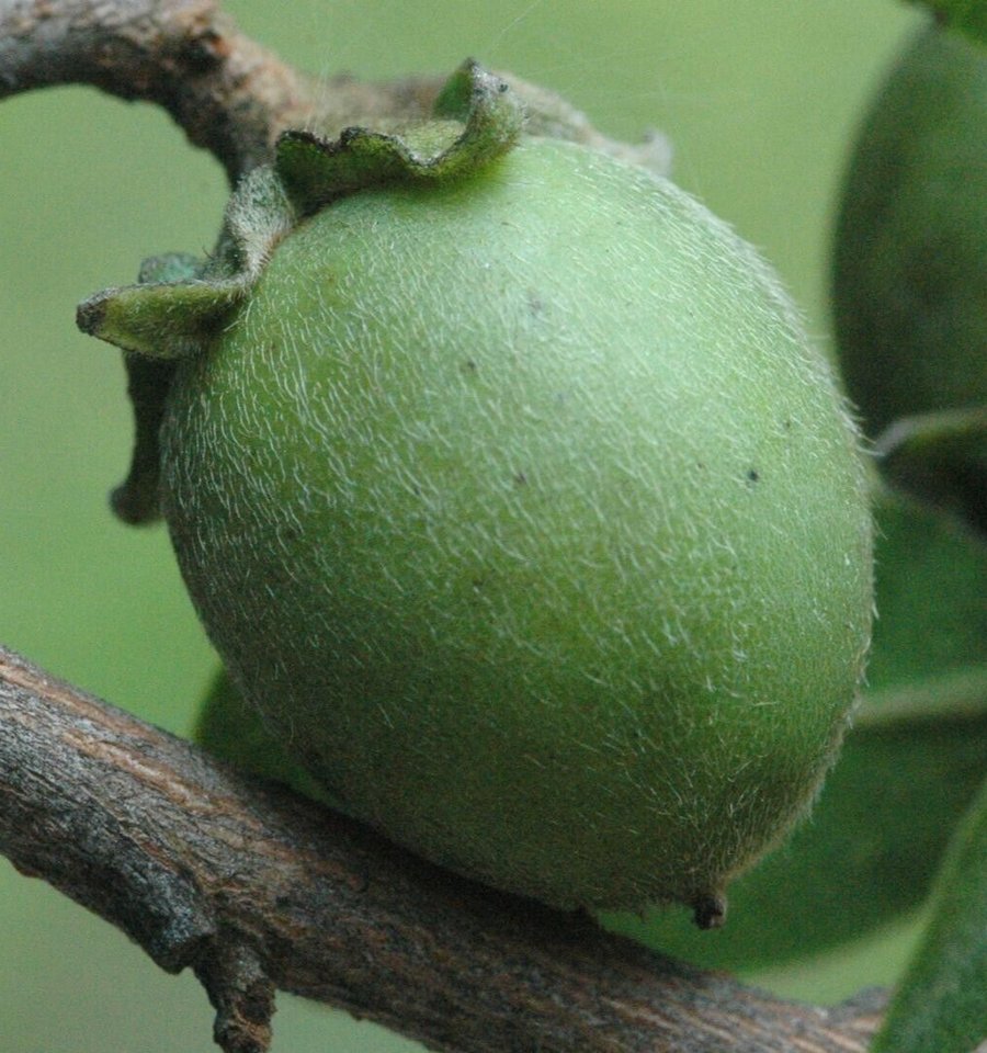 ~JACKALBERRY~ Diospyros mespiliformus African Plantations