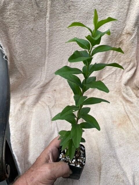 ~JACKELBERRY~ Diospyros mespiliformis AFRICAN PERSIMMON LIVE potd PLANT ...
