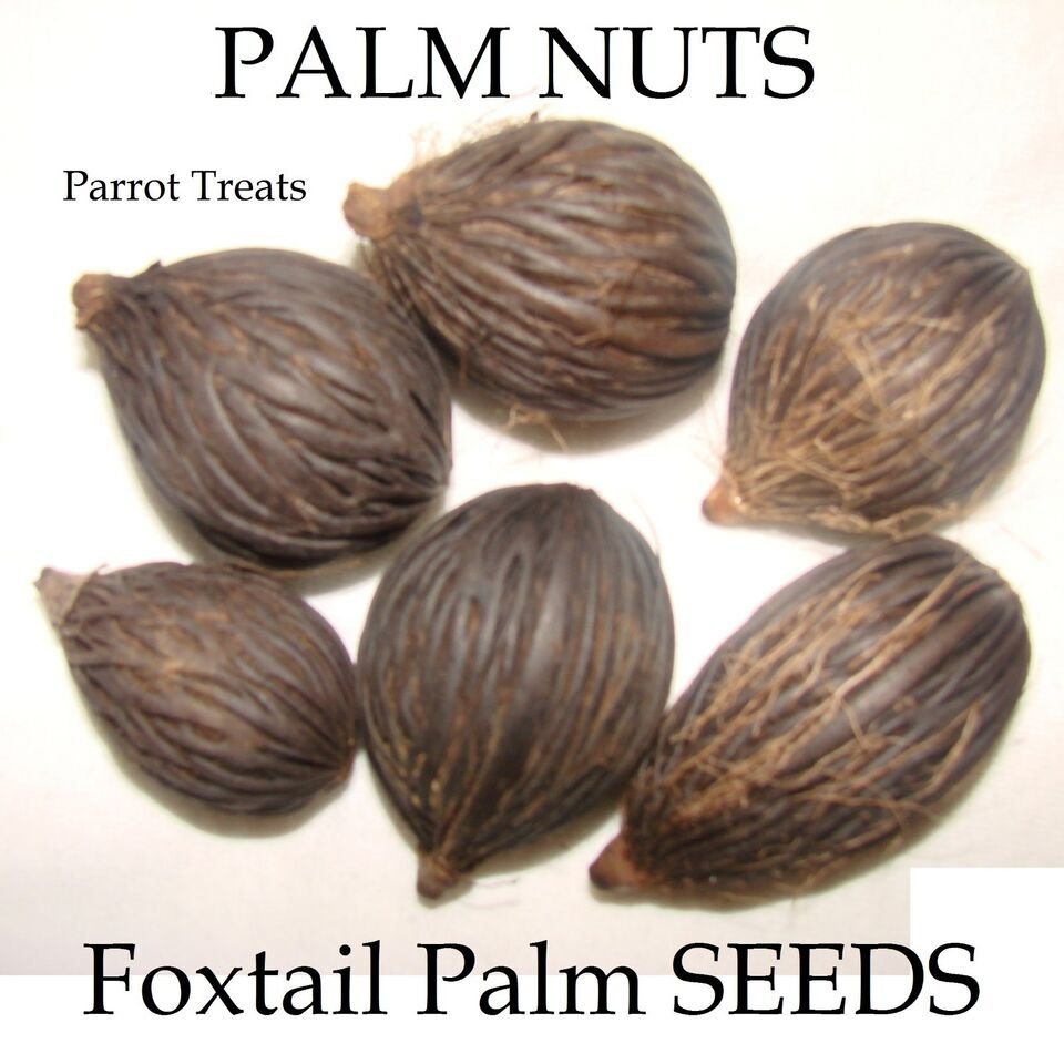 ~PALM NUTS~ Wodyetia bifurcata PARROT MACAW ORGANIC BIG NUTS TREATS 75 ...