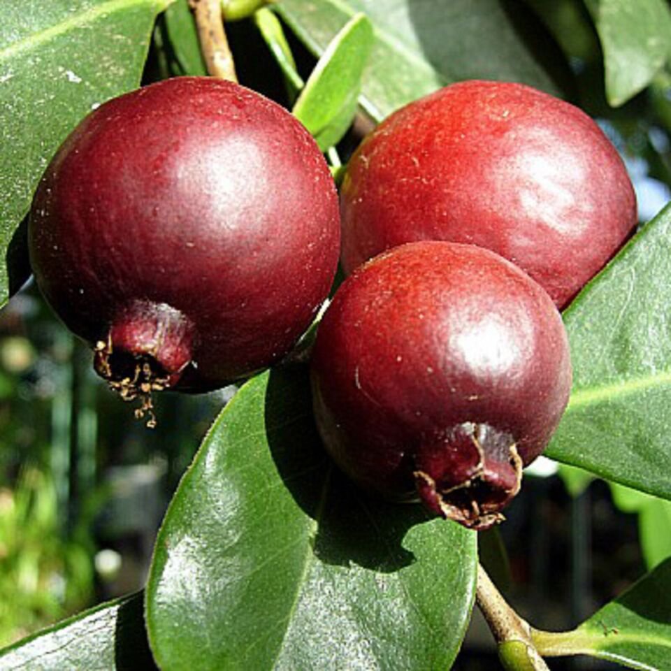 ~Strawberry Guava~ Psidium cattleianum Live Fruit Tree XL Plantations