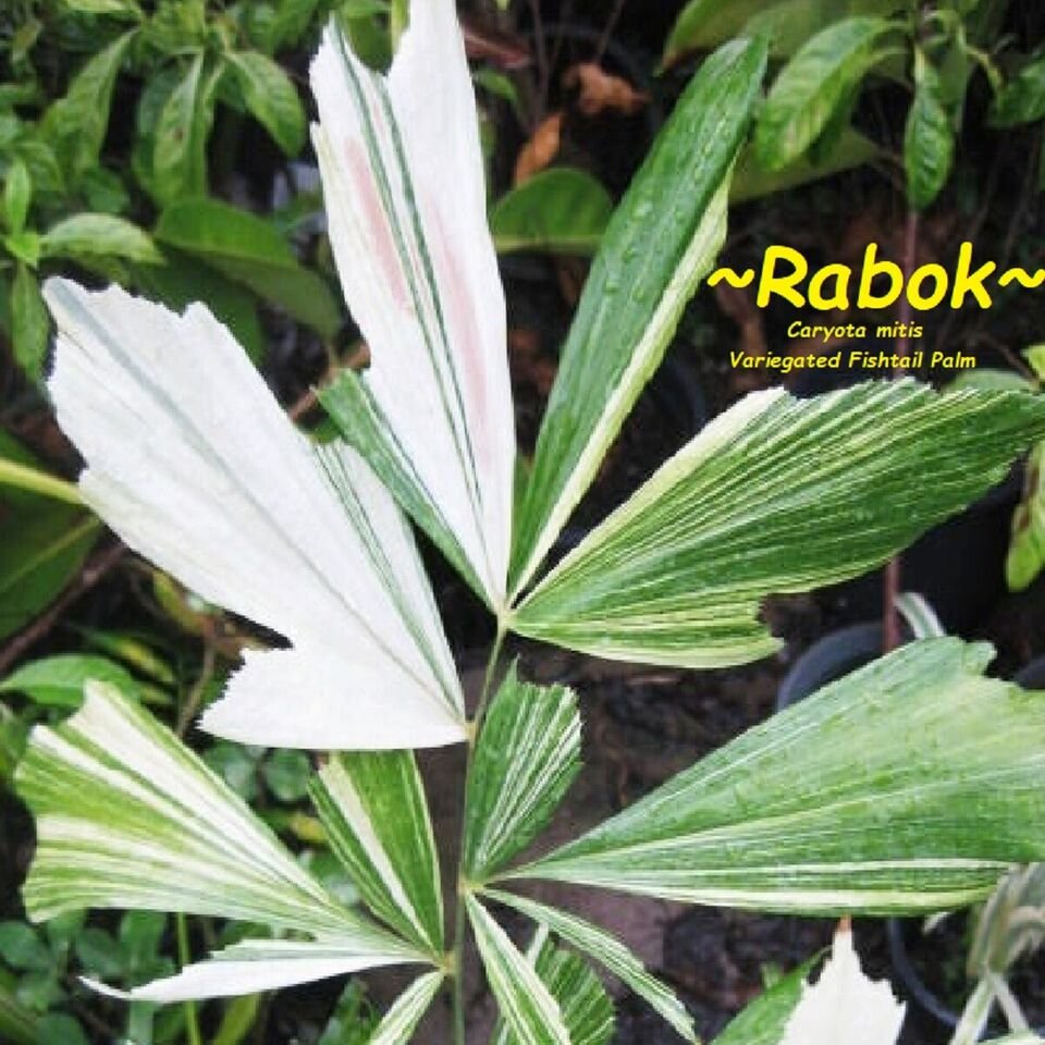 ~CARYOTA MITIS~ with VARIEGATED genes RARE FISHTAIL PALM Live Sml plant ...