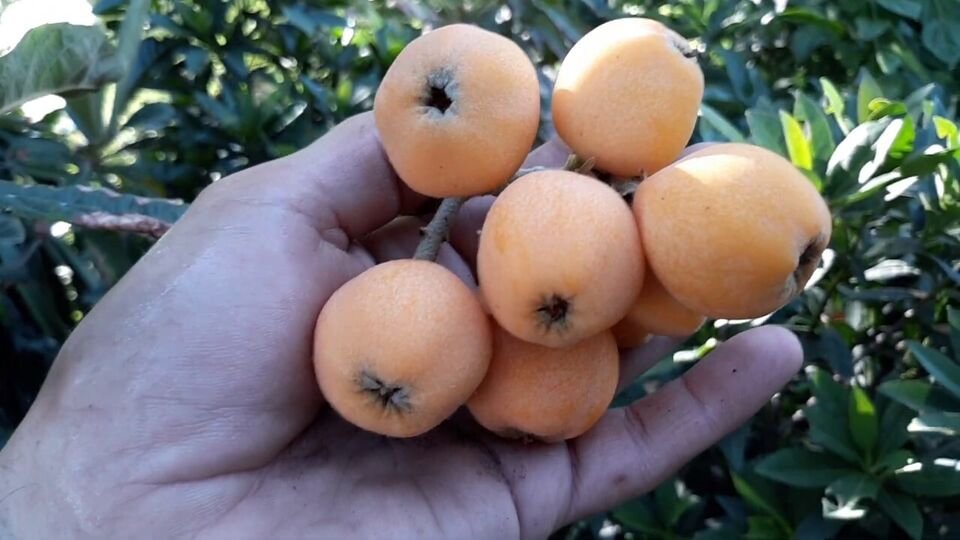 ~LOQUAT~ Big Jim (Eriobotrya japonica) Cold Hardy Plantations