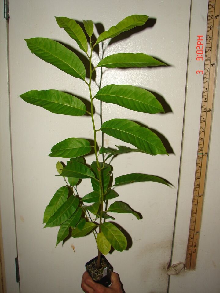 ~Bullocks Heart~ Annona reticulata Red Custard Apple Anona Roja Live ...