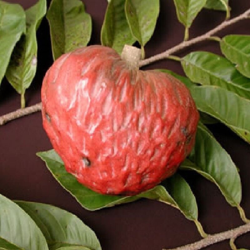 ~Bullocks Heart~ Annona reticulata Red Custard Apple Anona Roja Live ...