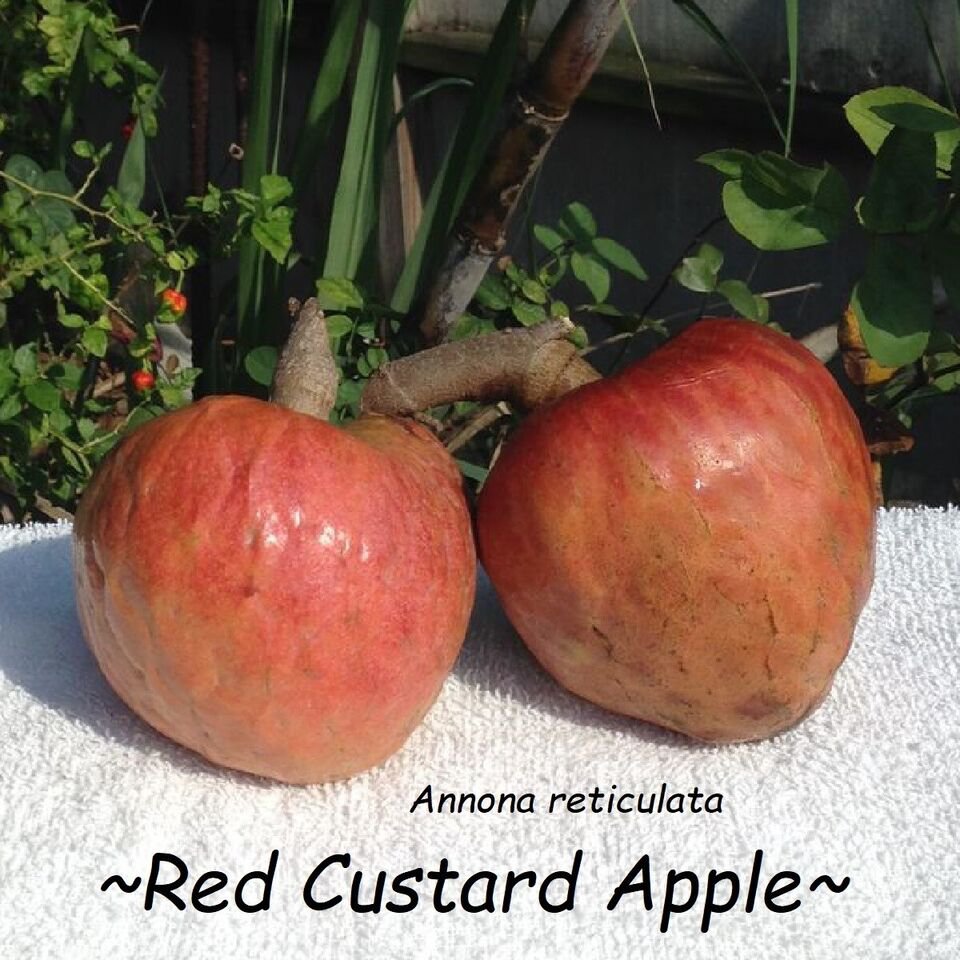 ~Bullocks Heart~ Annona reticulata Red Custard Apple Anona Roja Live ...