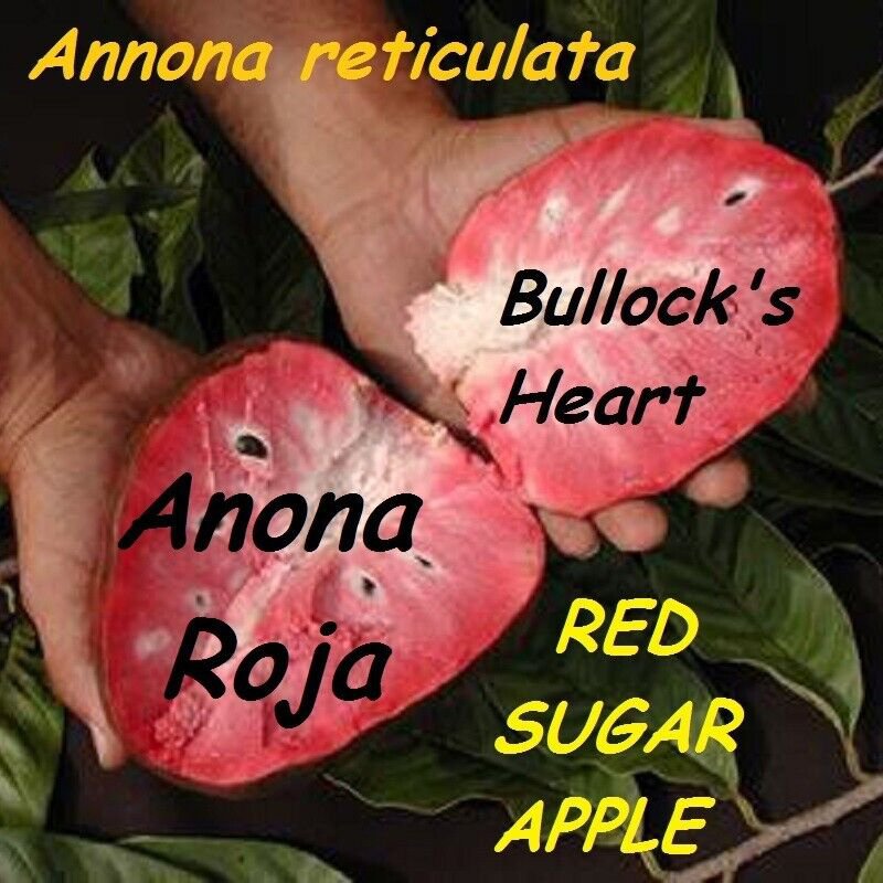~Bullocks Heart~ Annona reticulata Red Custard Apple Anona Roja Live ...