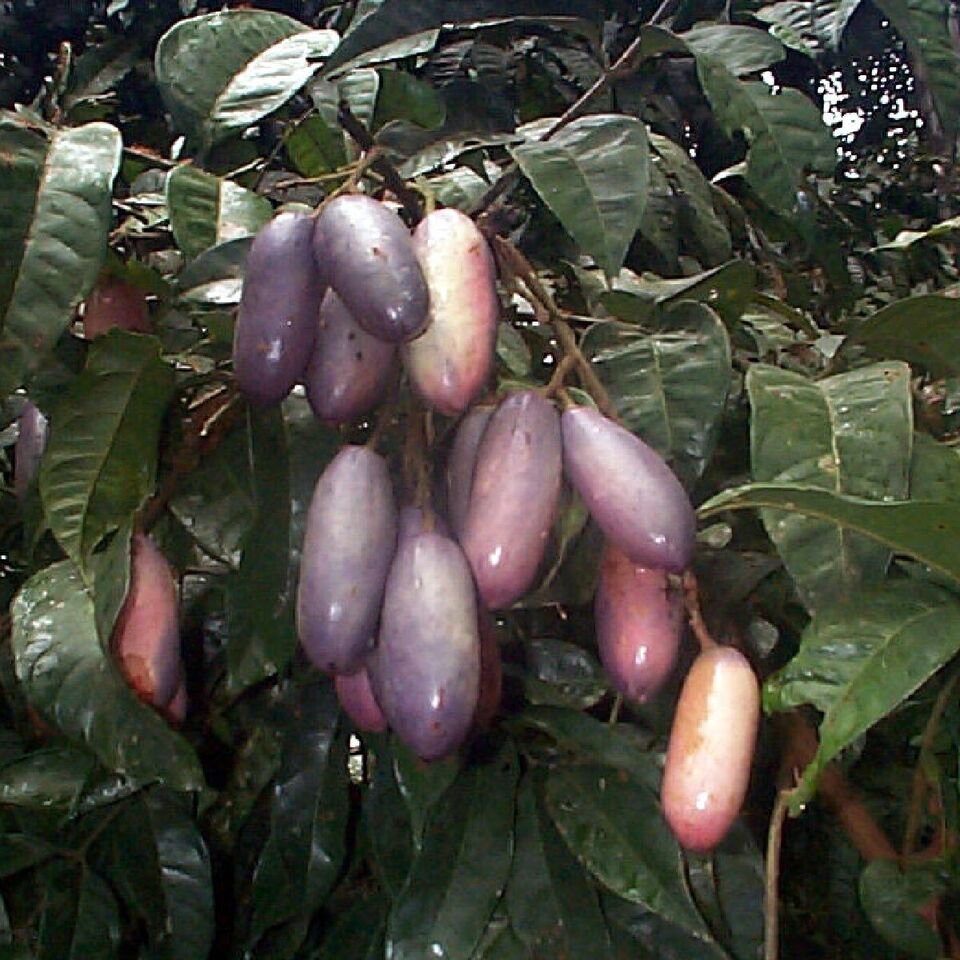 ~Safou~ Bush Plum Dacryodes edulis African Fruit Tree Live Potd Plant ...