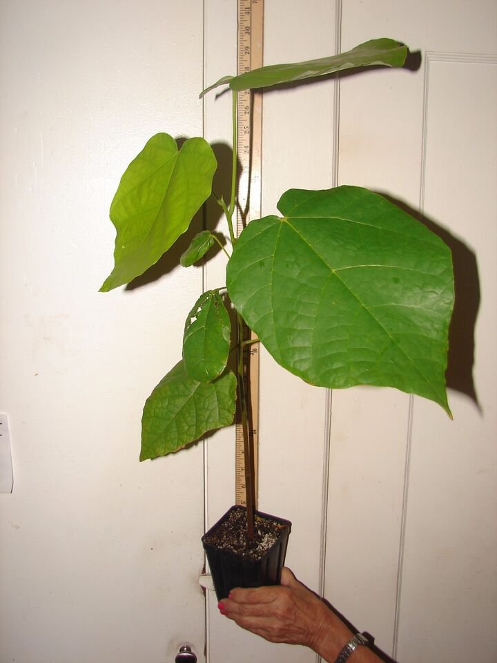 ~MOCAMBO~ Theobroma bicolor WHITE CACAO TREE Balam-te JAGUAR TREE Large ...