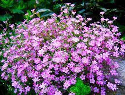Babys Breath Seeds, Creeping Rose, Ground Cover Seeds, Heirloom ...