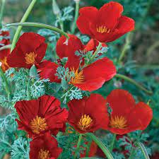 1/4 oz Red Chief Poppy Seeds, Red Chief Poppies, Bulk Flower Seed ...